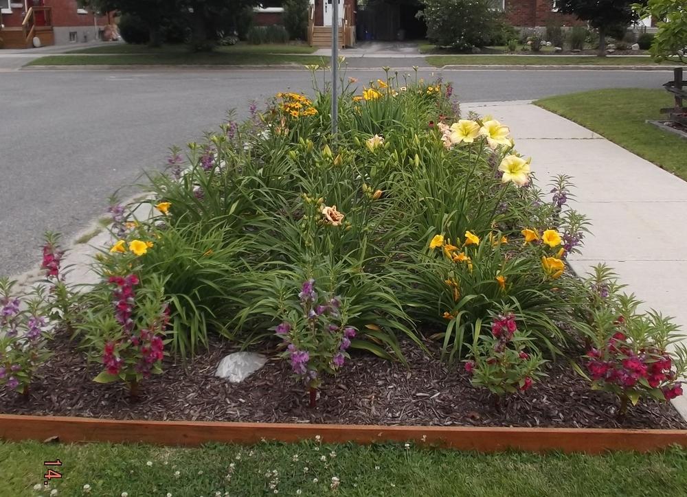 Daylily of the Day: Beautiful Edgings in the Plants of the Day forum ...