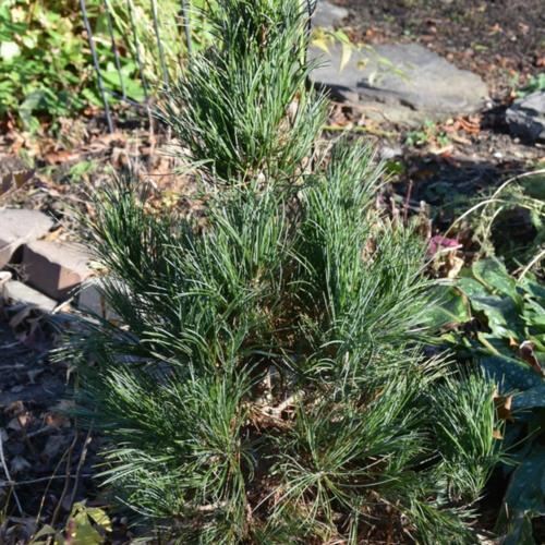 Swiss Stone Pine (Pinus cembra 'Compacta Glauca') - Garden.org