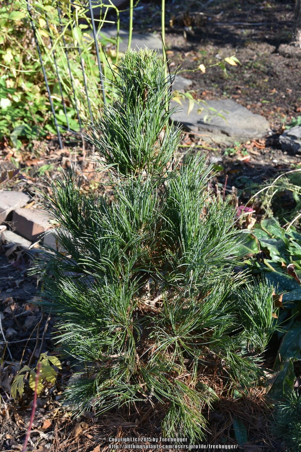 Swiss Stone Pine (Pinus cembra 'Compacta Glauca') - Garden.org