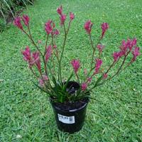 Photo of the entire plant of Kangaroo Paw (Anigozanthos 'Cape Magenta ...