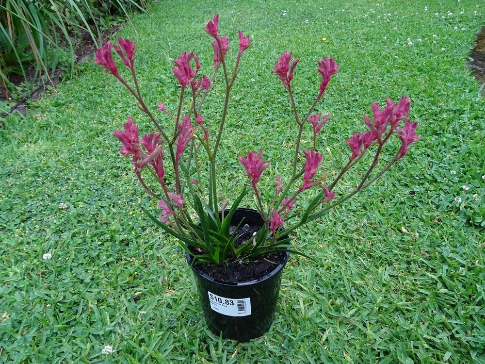 Photo of the entire plant of Kangaroo Paw (Anigozanthos 'Cape Magenta ...