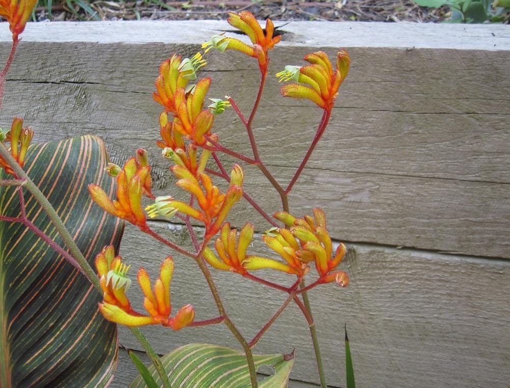 Photo of the bloom of Kangaroo Paw (Anigozanthos 'Orange Cross') posted ...