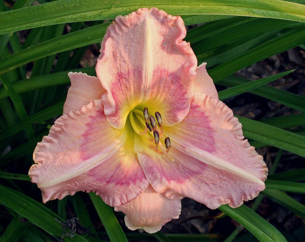 Daylily (Hemerocallis 'Nautical Feeling') in the Daylilies Database - Garden.org