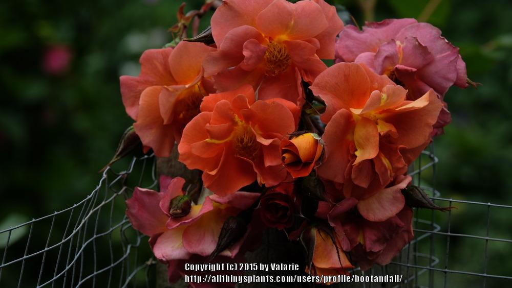 Rose (Rosa 'Edith Holden') in the Roses Database - Garden.org