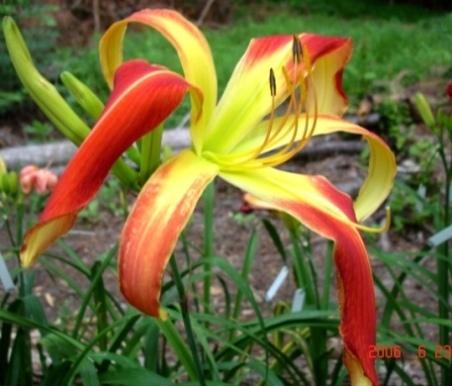 Daylily (Hemerocallis 'Long Tall Sally') in the Daylilies Database ...