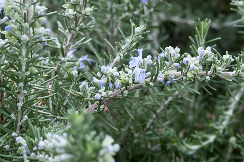 Photo of the bloom of Prostrate Rosemary (Salvia rosmarinus 'Prostratus ...