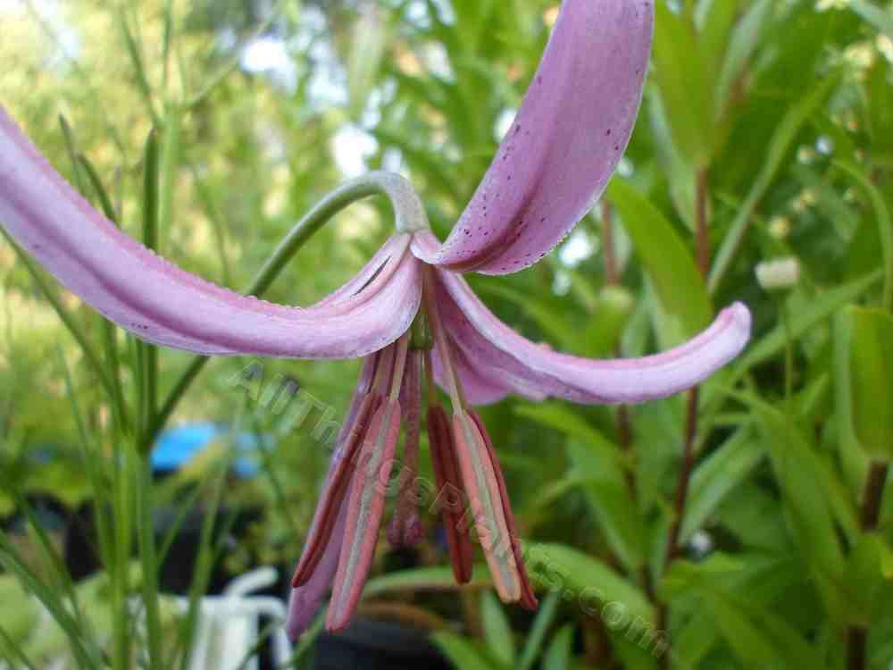 Photo of the bloom of Lily (Lilium cernuum) posted by dellac - Garden.org