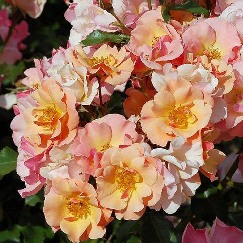 Rose (Rosa 'Jazz') in the Roses Database - Garden.org