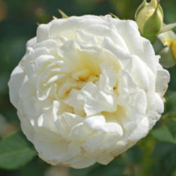 Rose (Rosa 'Polar Express') in the Roses Database - Garden.org