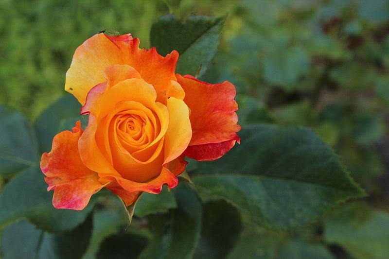 Rose (Rosa 'Kaiserin Elisabeth') in the Roses Database - Garden.org