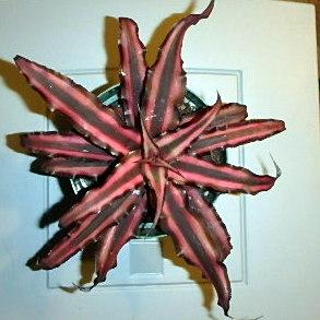 Photo of the entire plant of Earth Star (Cryptanthus bivittatus 'Ruby ...