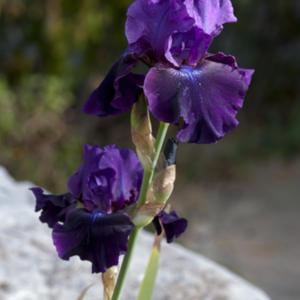 Tall Bearded Iris (Iris 'Rosalie Figge') in the Irises Database ...