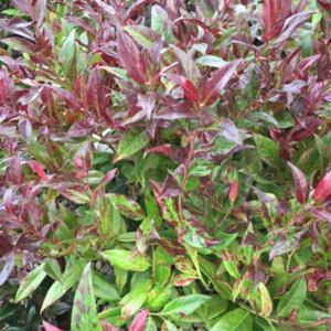 Dwarf Drooping Leucothoe (Leucothoe fontanesiana 'Nana') - Garden.org