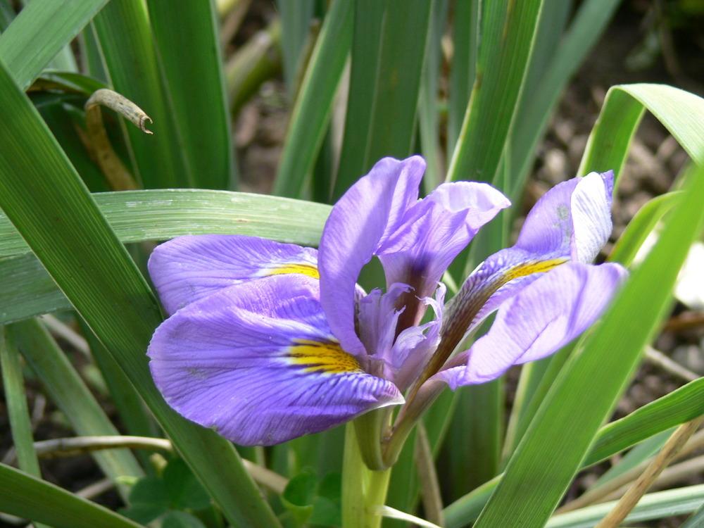 Species Iris (Iris unguicularis 'Winter Echoes') in the Irises Database ...