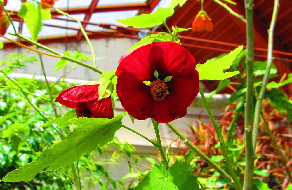 Abutilons: Plant Care and Collection of Varieties - Garden.org