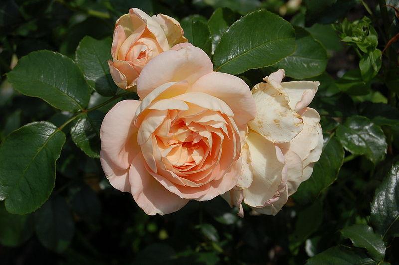 Photo of the bloom of Rose (Rosa 'Marie Antoinette') posted by ...