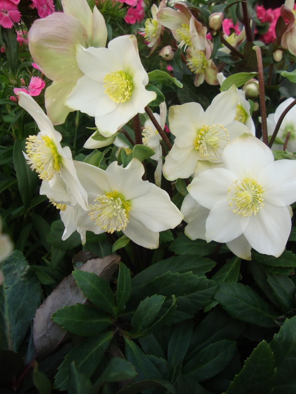 Photo of the bloom of Hellebore (Helleborus niger Gold Collection ...