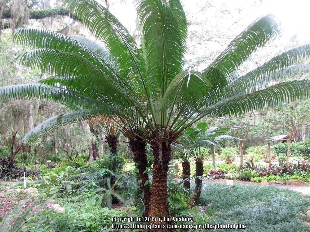 Cycas Circinalis