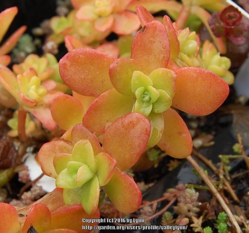 Photo of the leaves of Lesser Mexican Stonecrop (Sedum confusum) posted ...