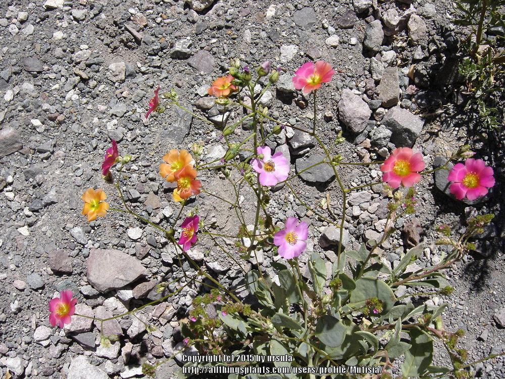 Calandrinia (Cistanthe longiscapa) - Garden.org