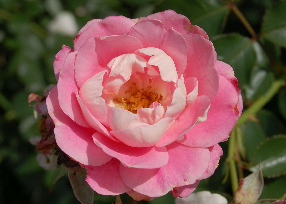 Rose (Rosa 'Mazurka 1994') in the Roses Database - Garden.org