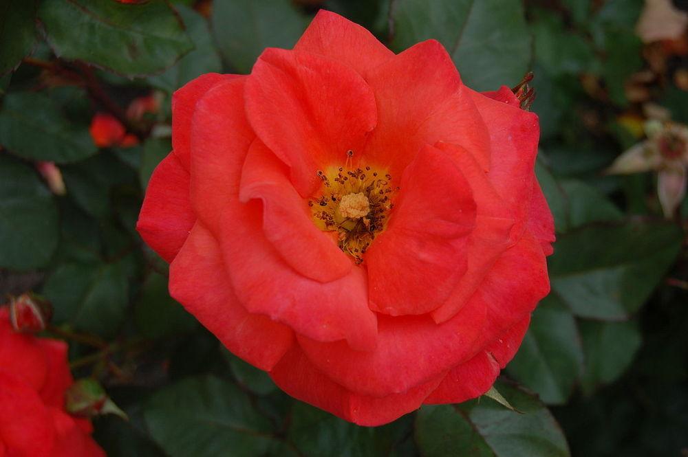 Rose (Rosa 'Mireille Mathieu') in the Roses Database - Garden.org