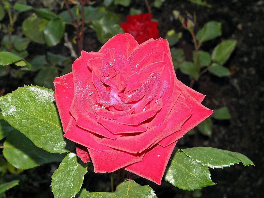 Rose (Rosa 'Merci') in the Roses Database - Garden.org