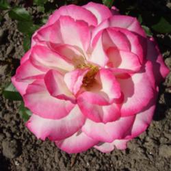 Rose (Rosa 'Nicole') in the Roses Database - Garden.org