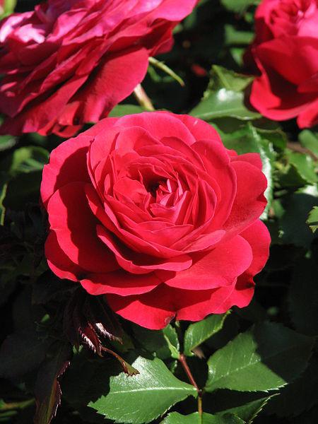 Rose (Rosa 'Mona Lisa') in the Roses Database - Garden.org