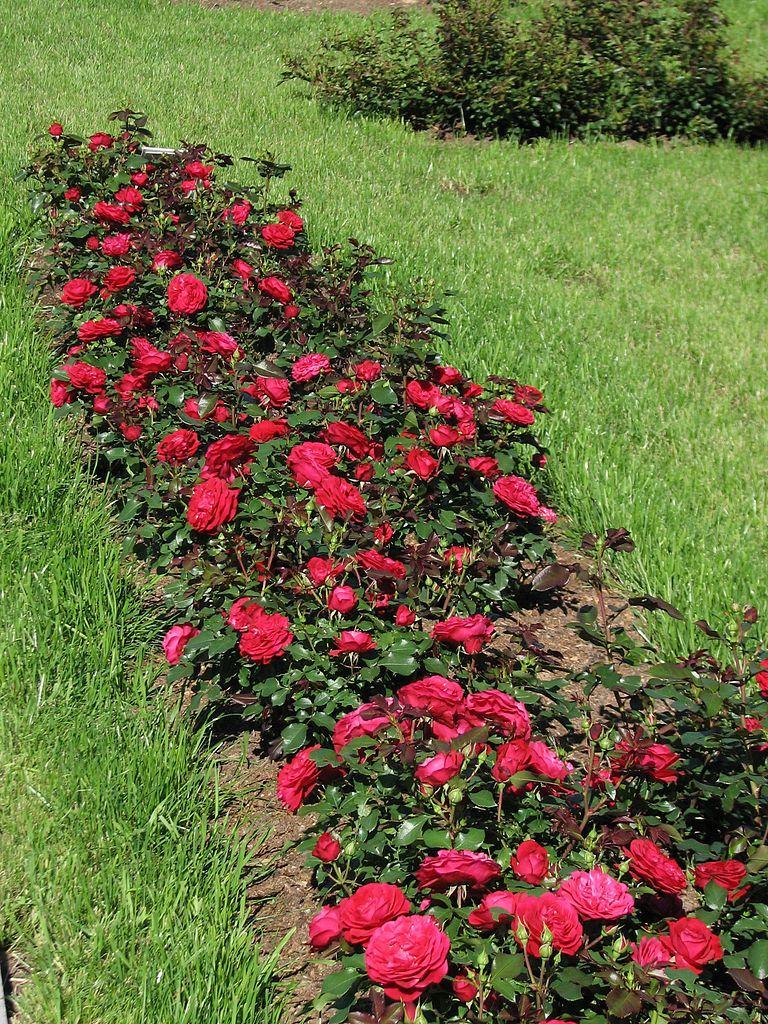 Photo of the entire plant of Rose (Rosa 'Mona Lisa') posted by ...