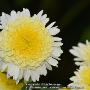 Anemone Mum (Chrysanthemum 'Powder Puff') - Garden.org