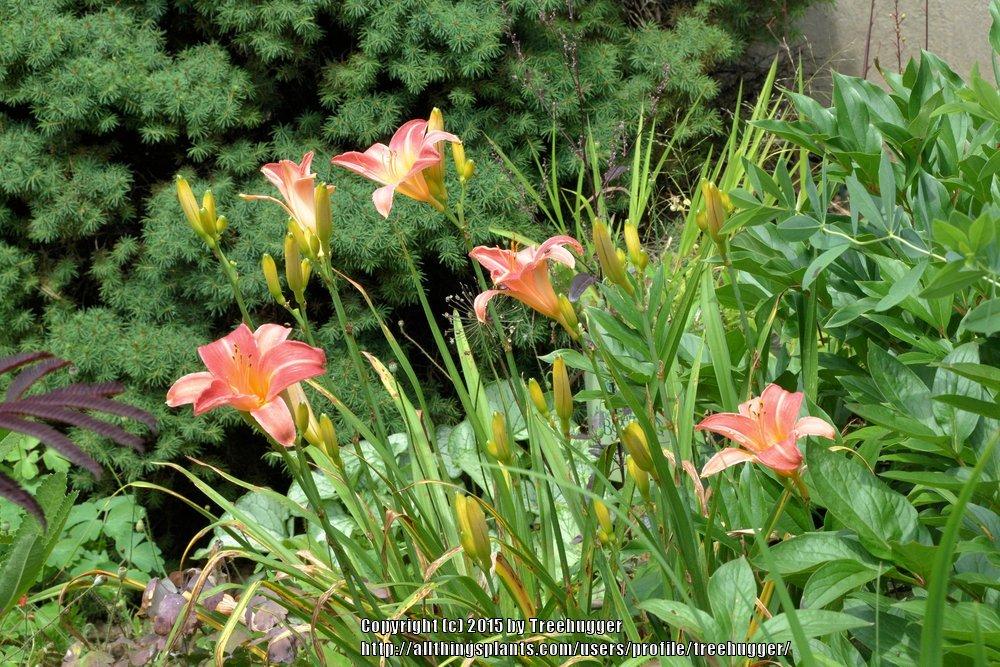 Photo of the entire plant of Daylily (Hemerocallis 'Cherry Cheeks ...