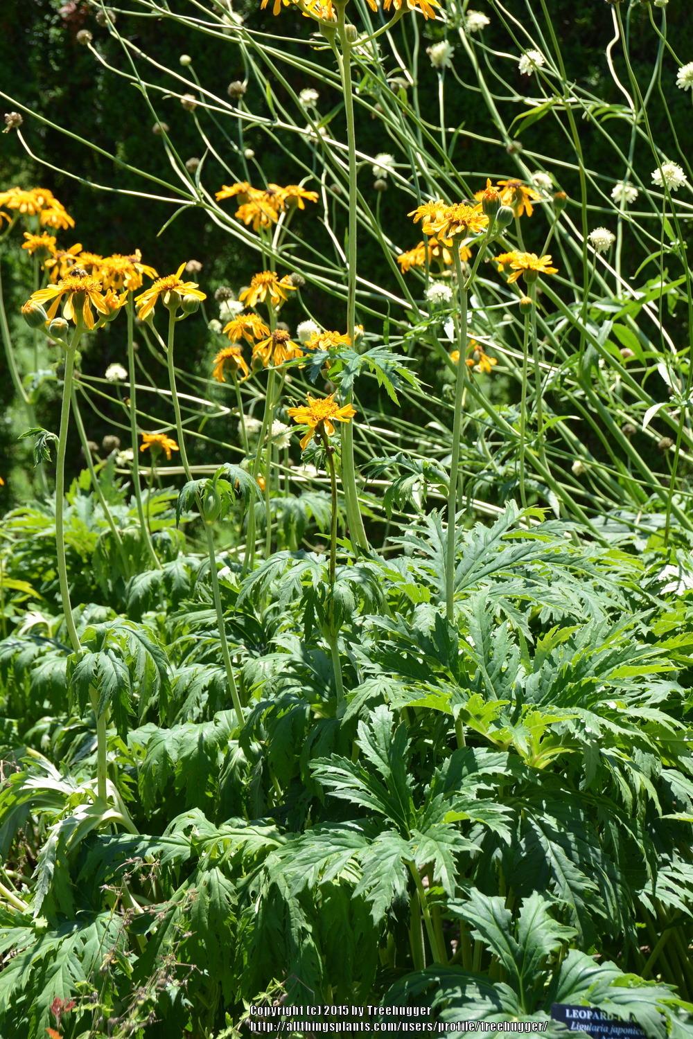 Leopard Plant (Ligularia japonica 'Chinese Dragon') in the Ligularias ...