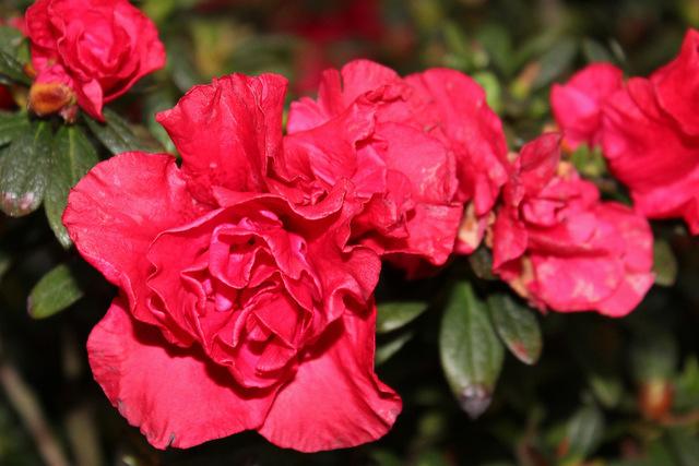 Rhododendron (Rhododendron simsii 'Otto') in the Rhododendrons Database ...