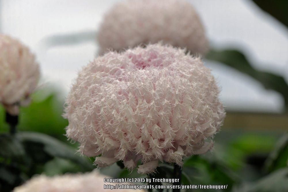 Intermediate Curve Mum (Chrysanthemum 'Gertrude') - Garden.org