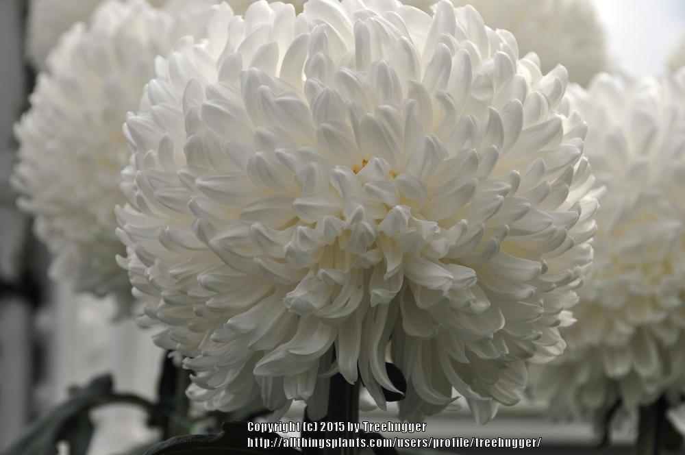 Intermediate Curve Mum (Chrysanthemum 'Lynn Johnson') - Garden.org