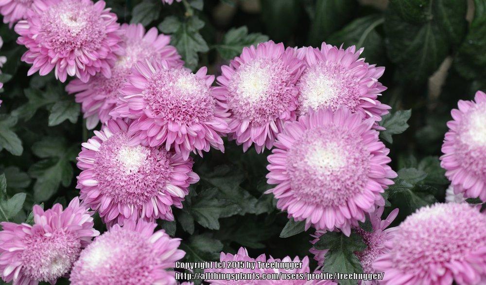 Photo of the bloom of Anemone Mum (Chrysanthemum 'Purple Light') posted ...