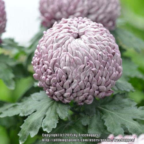Regular Incurve Mum (Chrysanthemum 'Moira') - Garden.org