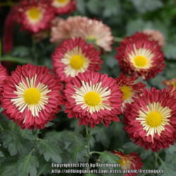 Spoon Mum (Chrysanthemum 'Redwing') - Garden.org