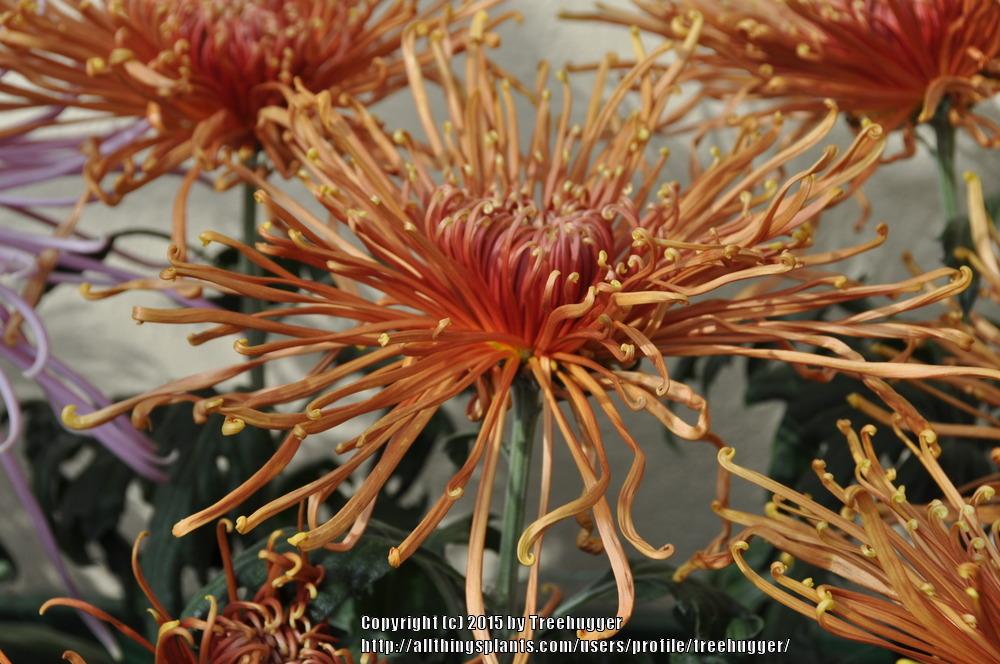 Photo of the bloom of Spider Mum (Chrysanthemum 'Senkyo Kenshin ...