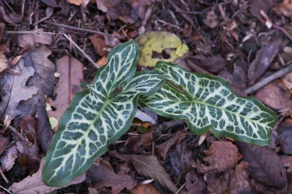 Lords And Ladies Plant - Plant Ideas