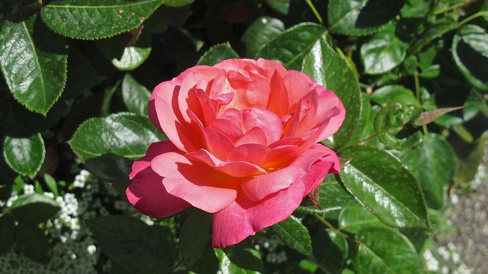 Rose (Rosa 'Eyecatcher') in the Roses Database - Garden.org