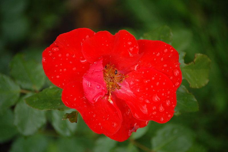 Rose (Rosa 'Paso Doble') in the Roses Database - Garden.org
