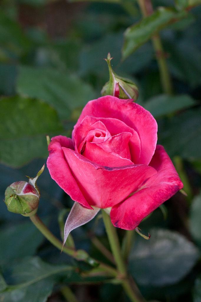 Rose (Rosa 'Princess Chichibu') in the Roses Database - Garden.org