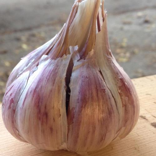 Garlic (Allium sativum 'Duganski') in the Garlic Database - Garden.org