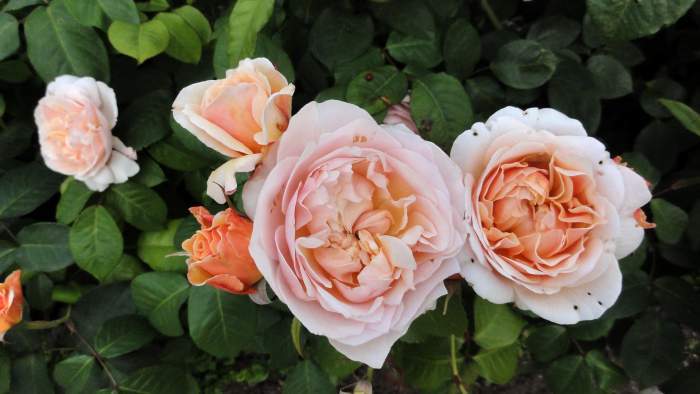 Photo of the bloom of Rose (Rosa 'Sweet Juliet') posted by Orsola ...