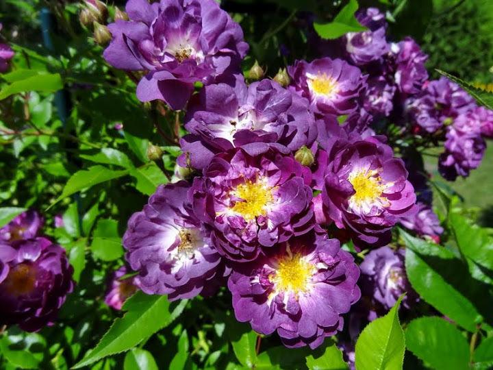 Photo of the bloom of Rambling Rose (Rosa 'Veilchenblau') posted by ...