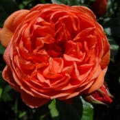Photo of the bloom of Rose (Rosa 'Summer Song') posted by cliftoncat ...