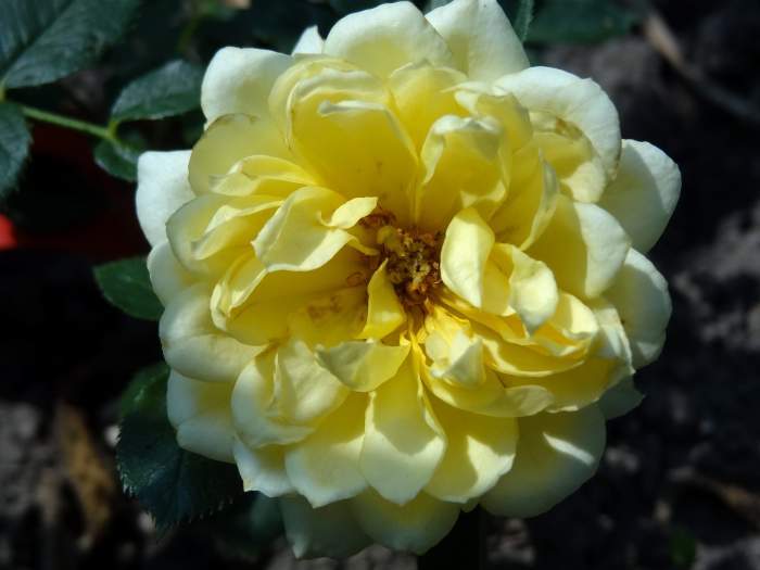 Photo of the bloom of Rose (Rosa 'Sweet Memories') posted by Orsola ...