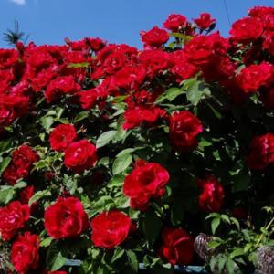 Rose (Rosa 'Sympathie') in the Roses Database - Garden.org